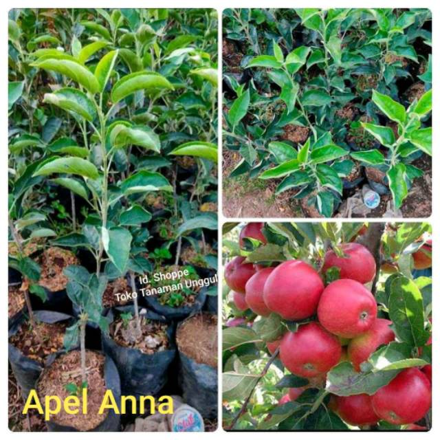 Jual Bibit Apel Anna | Shopee Indonesia