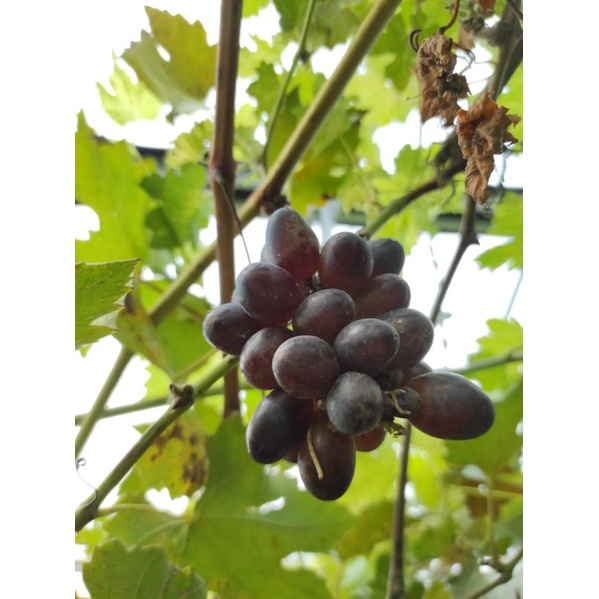 Jual bibit anggur gosv | Shopee Indonesia