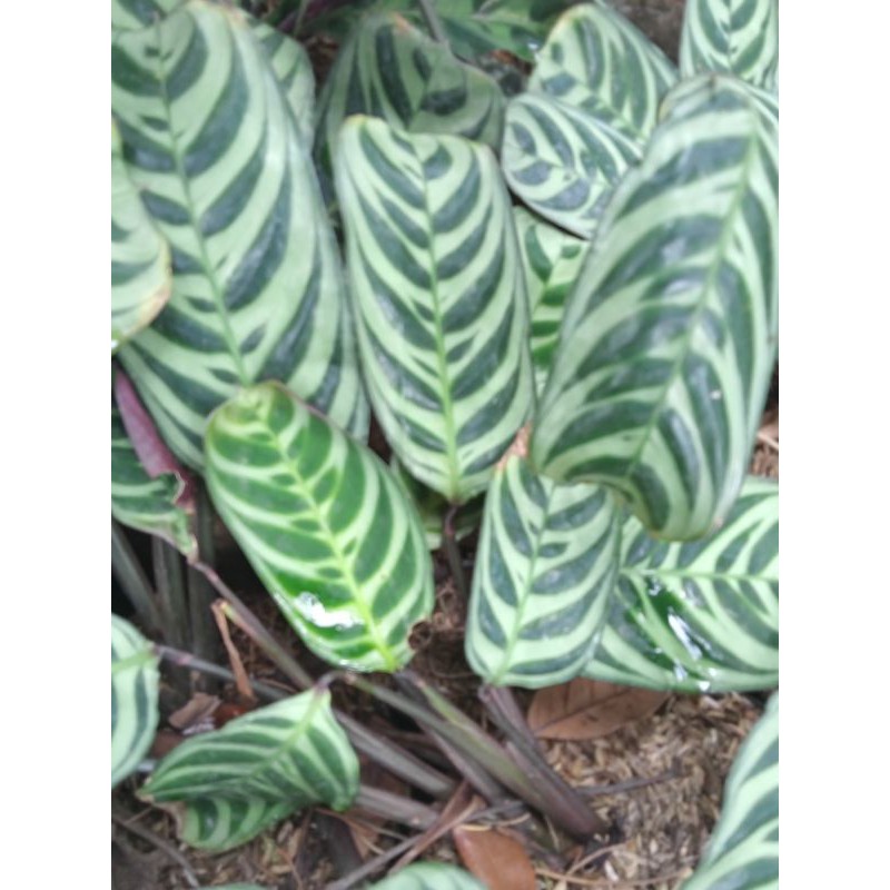Jual calathea stromata | Shopee Indonesia