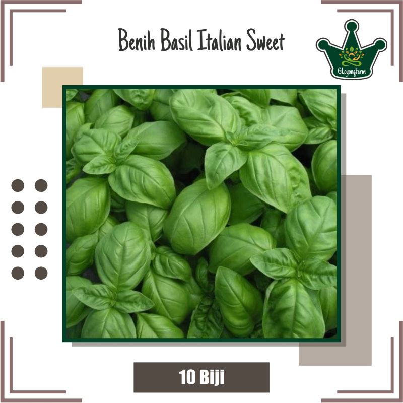Jual Benih Basil Italian sweet - Bibit Herbal | Shopee Indonesia