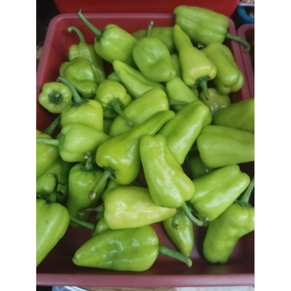 Jual CABE HIJAU BESAR CABE IJO CABE PONTIANAK CABE KALIMANTAN | Shopee ...