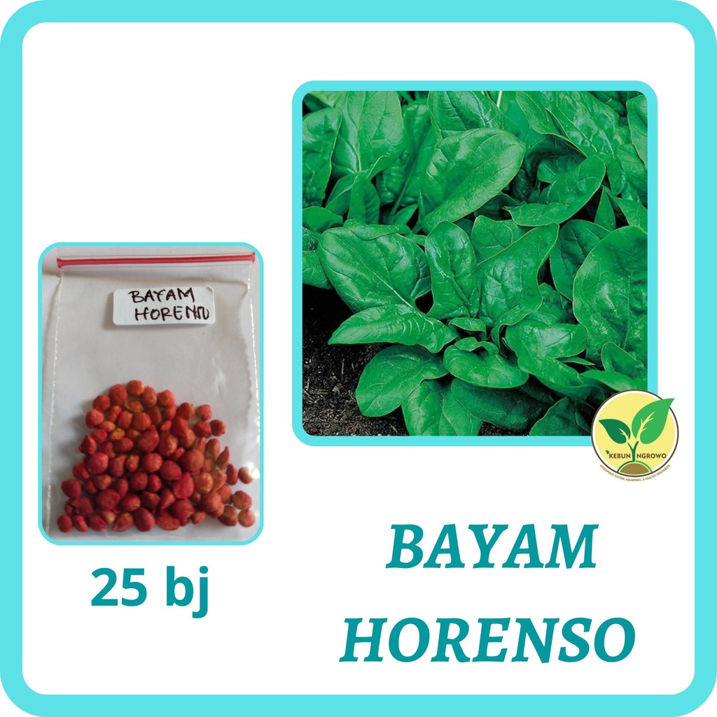 Jual 25 Benih Bayam Jepang F1 Horenzo Bibit Sayuran Hibrida Horenso ...
