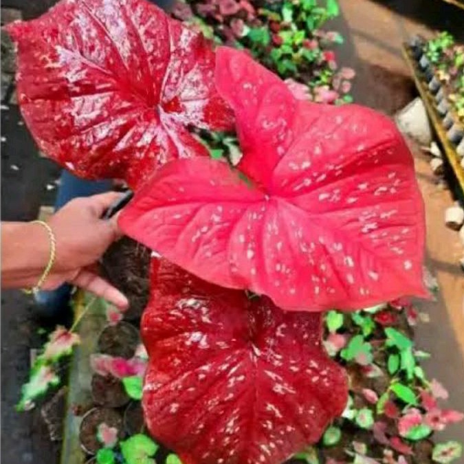 Jual Bunga Caladium Red Guardian | Shopee Indonesia