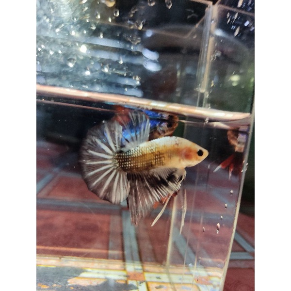 Jual hmpk black gold (real pict) | Shopee Indonesia