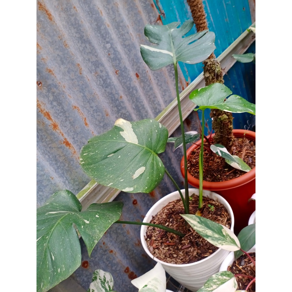 Jual Philo Monstera Thailand (Monthai) | Shopee Indonesia
