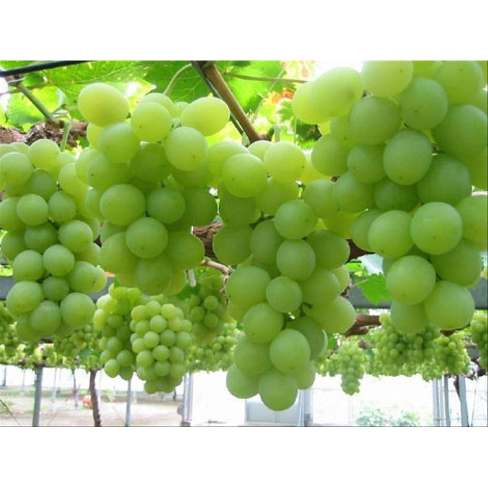 Jual Bibit Anggur Import Thompson Seedless Super _bibit buah | Shopee ...