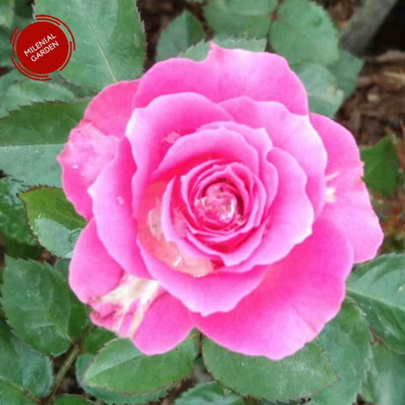 Jual Mawar Flory Pink tanaman hias bunga mawar Bandung MILENIAL GARDEN ...