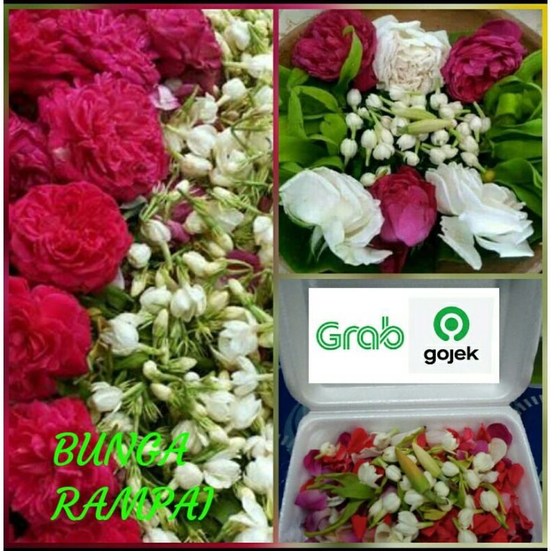 Jual rampai bunga segar kembang rampe | Shopee Indonesia