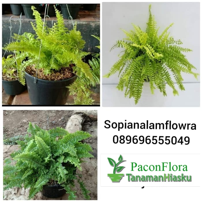 Jual tanaman pot gantung pakis boston 3 jenis - rimbun satu paket ...
