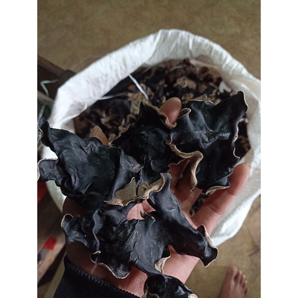 Jual JAMUR, KUPING HITAM KERING 1KG (SEDANG) | Shopee Indonesia