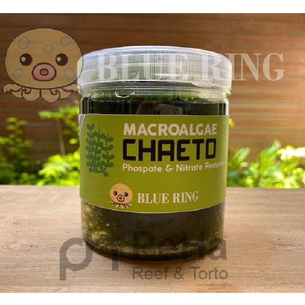 Jual Silahkan Order] Chaeto Makro Alga - Macro Algae - Rumput Segar ...