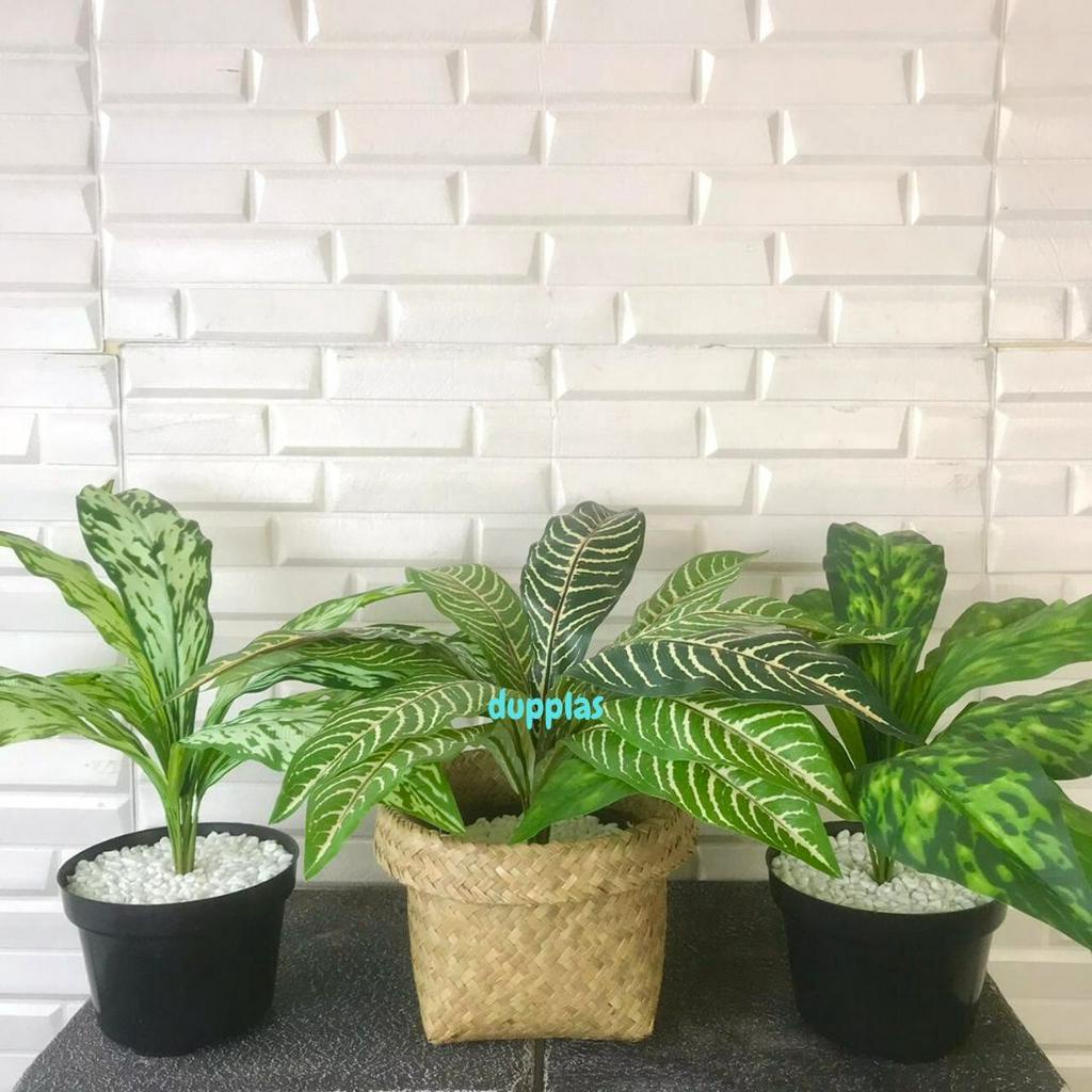 Jual Tanaman Hias Plastik Daun Aglonema Romeo & Zebra Plant X12 Cover ...