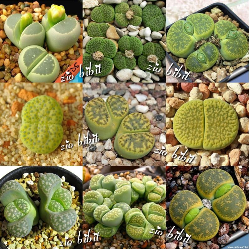 Jual Bibit Kaktus Batu Lithops Stone Hijau Biji Benih sukulen succulent ...