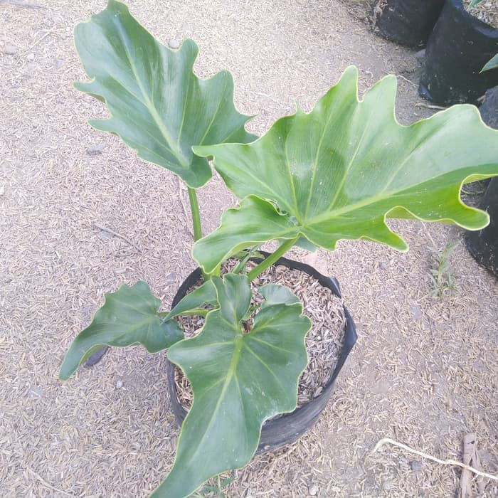 Jual Tanaman philodendron / Jendron | Shopee Indonesia