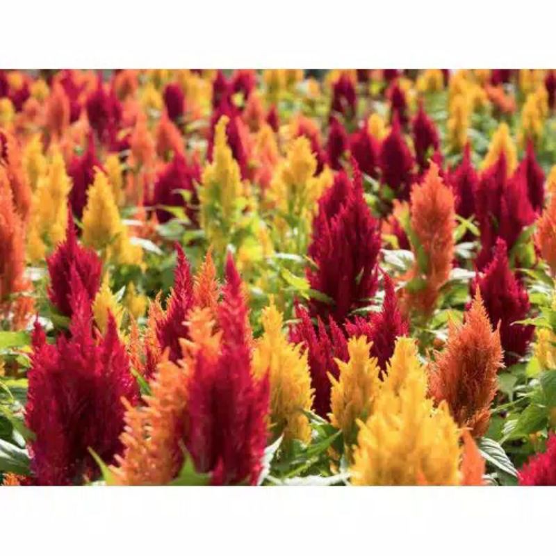 Jual 100 Benih Bunga Celosia Jengger Ayam Merah Kuning Orange | Shopee ...