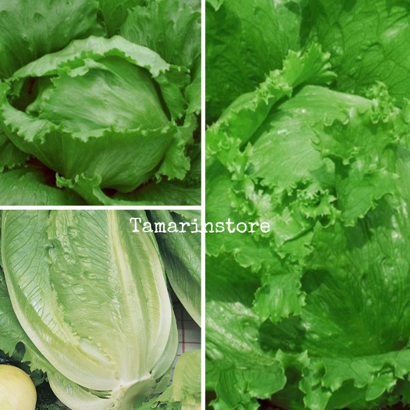 Jual Biji Benih Selada Hijau Head Lettuce seeds bibit tanaman sayuran ...