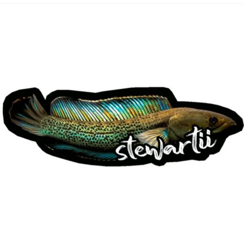 Jual STICKER CHANNA STEWARTII | Shopee Indonesia