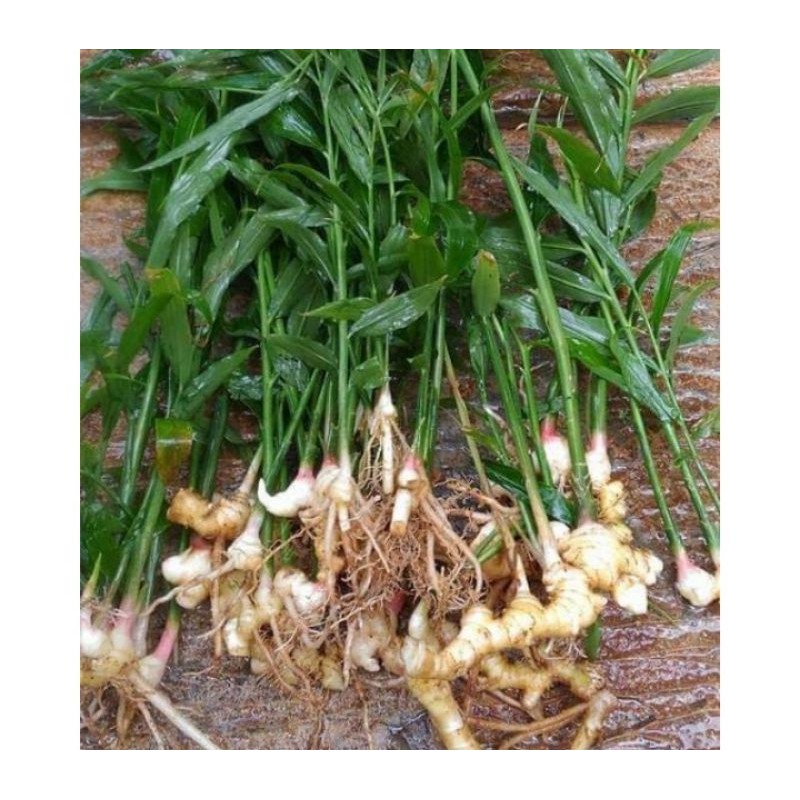 Jual Bibit Batang Jahe Merah, Jahe Besar ( Gajah) dan Jahe Emprit ...