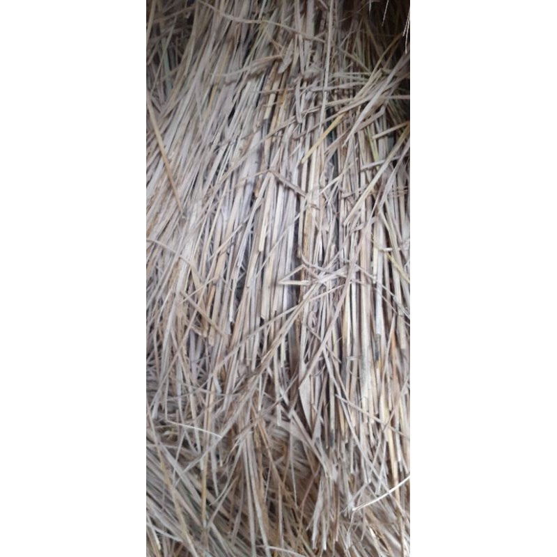 Jual jerami kering 1kg | Shopee Indonesia