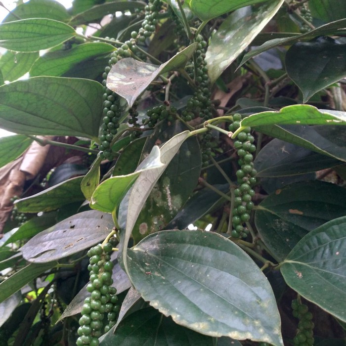 Jual Lada hijau merica perdu hijau... | Shopee Indonesia