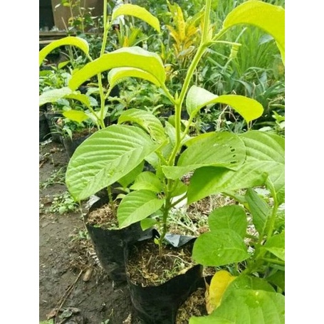 Jual LAGI VIRAALL Pohon Markisa Jumbo Bibit Markisa Sayur Pohon Erbis Tanaman Buah Markisa Hijau ...