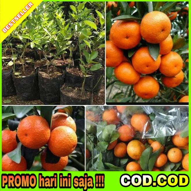 Jual Kw1 Bibit Tanaman Buah Jeruk Santang Madu Kualitas No. 1(Tabulampot) | Shopee Indonesia