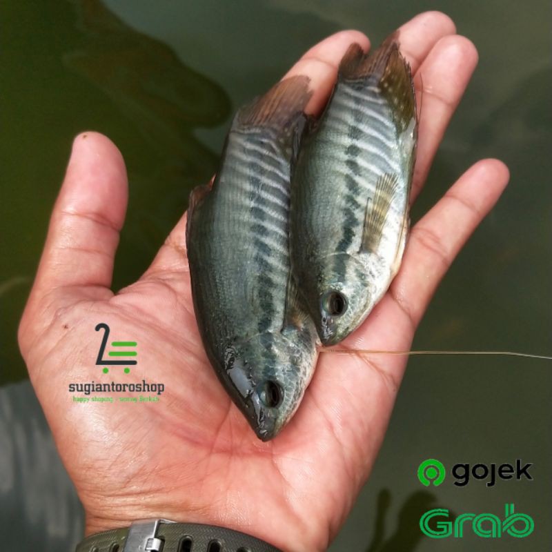 Jual bibit ikan sepat siem 2-3jari | Shopee Indonesia