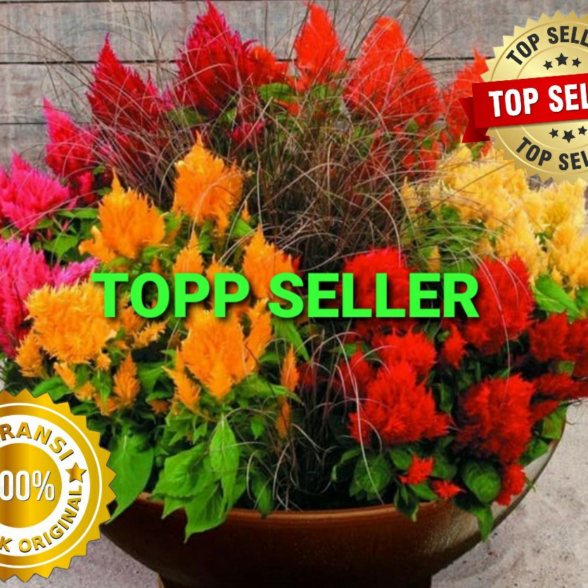 Jual PROMO 10000 BIJI/BENIH/BIBIT BUNGA CELOSIA IMPORT BERBAGAI JENIS ...