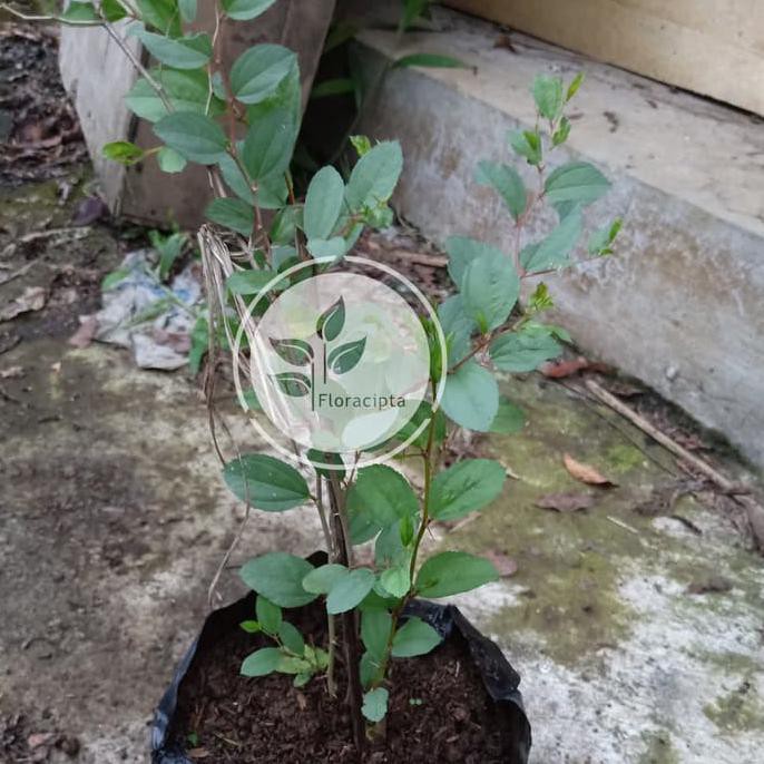 Jual Bibit Tanaman Bidara Bibit Pohon Bidara Daun Buah Bidara Arab ...