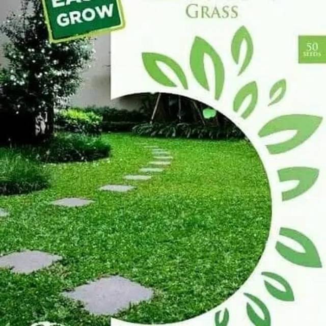 Jual PROMO 500 GRAM Biji rumput gajah mini - benih rumput gajah mini ...