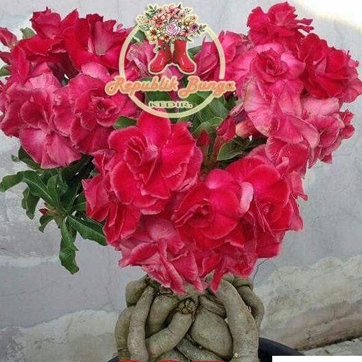 Jual Adenium Bunga Tumpuk Hasil Grafting Shopee Indonesia
