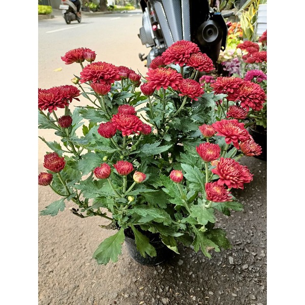 Jual TANAMAN KRISANT ( Bunga Aster) | Shopee Indonesia