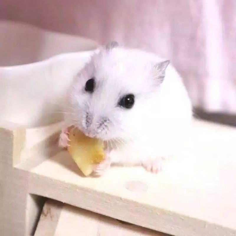 Jual Hamster winter pearl | Shopee Indonesia