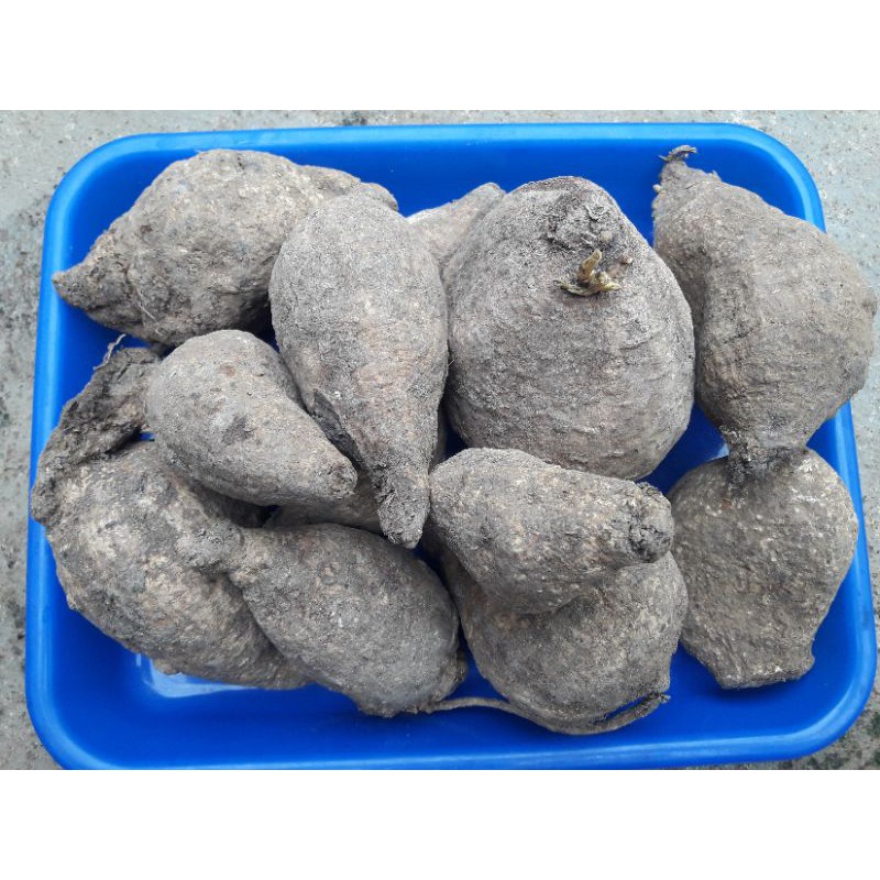 Jual Widoro Upas Umbi | Shopee Indonesia