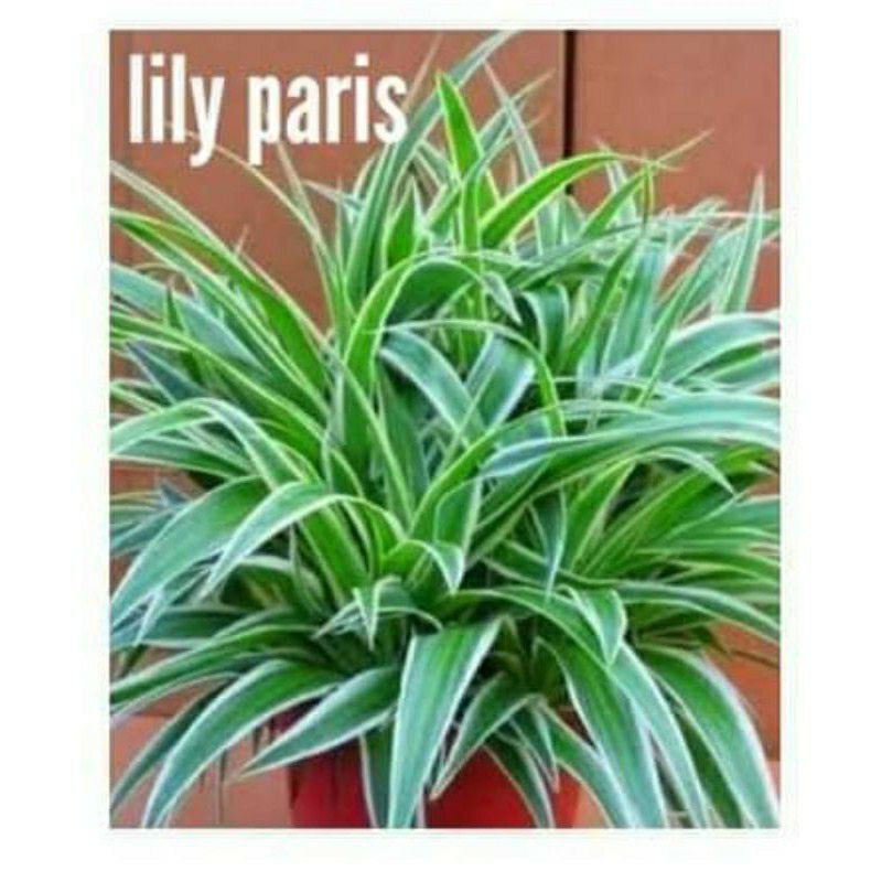 Jual Jual tanaman hias lily paris - lili paris | Shopee Indonesia