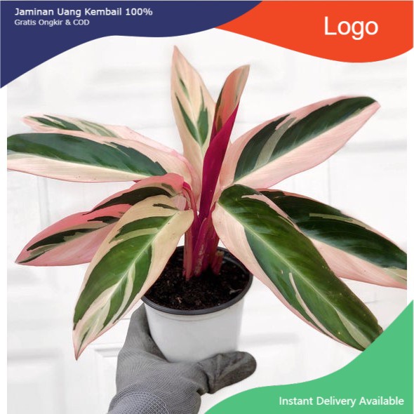 Jual (TERJAMIN)PROMO.! Tanaman Hias hidup Calathea Multicolour ./ Bunga ...