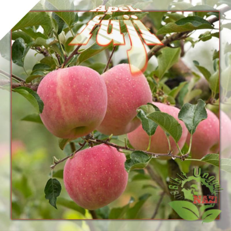 Jual Bibit Tanaman Apel FUJI Unggul Super genjah bisa TABULAMPOT ...
