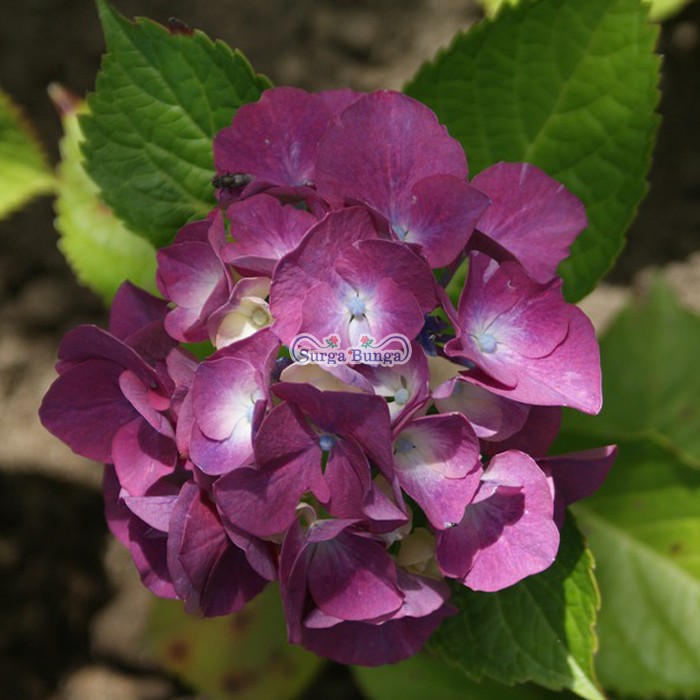 Jual bibit tanaman hortensia ungu - pancawarna - (hydrangea macrophyla ...