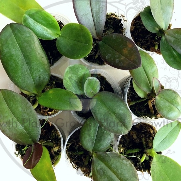 Jual Bibit Benih Anggrek Bulan | Seedling Anggrek Bulan | Anggrek Bulan ...