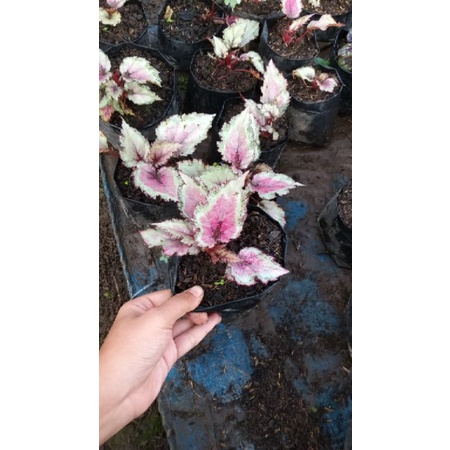 Jual remaja begonia lipstik, begonia pink, begonia rex, begonia cerah ...