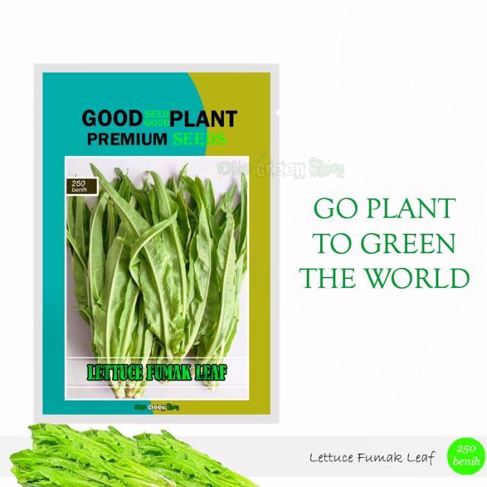 Jual 250 biji - Benih Bibit Selada Fumak Leaf Premium OkeGreenShop ...