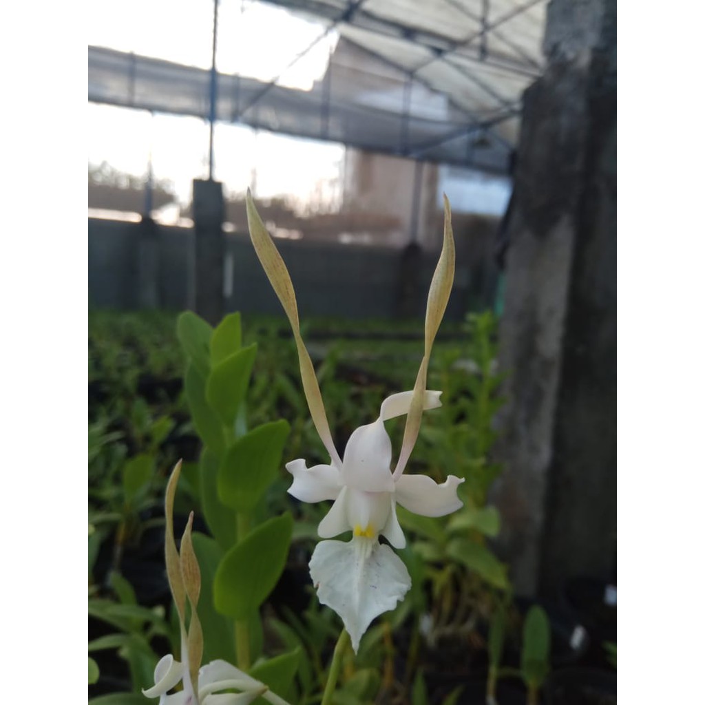 Jual Dendrobium Strepsiceras Red Horn | Shopee Indonesia