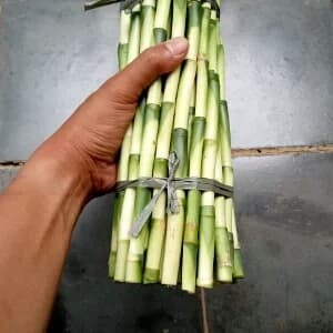 Jual New ready stek batang bambu hoki kole per batang 30cm | Shopee ...