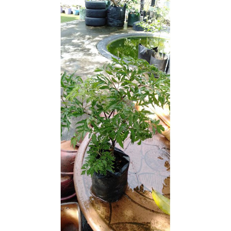 Jual Daun rintikan dikirim rimbun 2 sampai 3 pohon | Shopee Indonesia