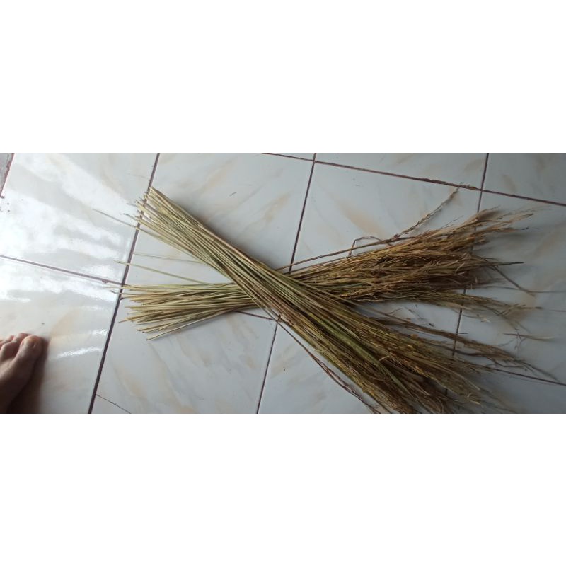 Jual damen padi oman kering | Shopee Indonesia