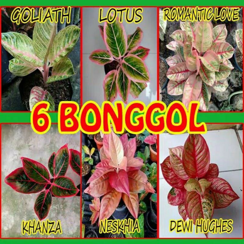 Jual promo!!! PAKET BONGGOL AGLONEMA NESKHIA, LOTUS, KHANZA, DEWI HUG ...
