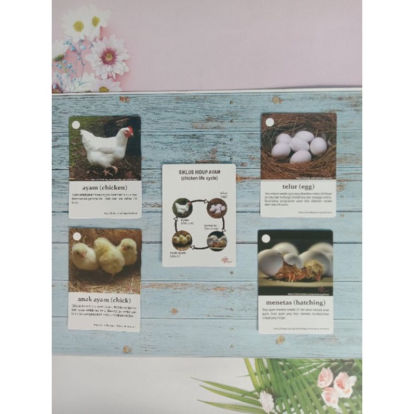 Jual Kartu Siklus Hidup life cycle card Hewan Ayam | Shopee Indonesia