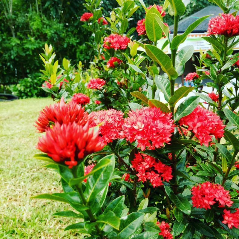 Jual Bunga asoka India merah rimbun | Shopee Indonesia