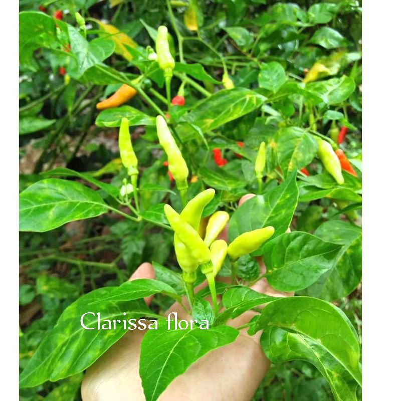 Jual Tanaman pohon cabe rawit setan super pedas - pohon cabe super ...