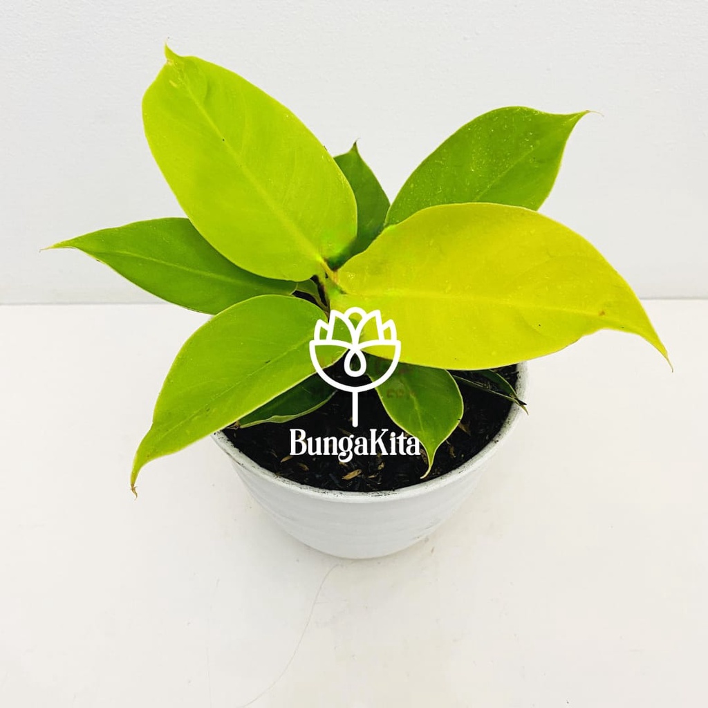 Jual Tanaman Hias Philodendron Moonlight (Philo Lemon) | Shopee Indonesia